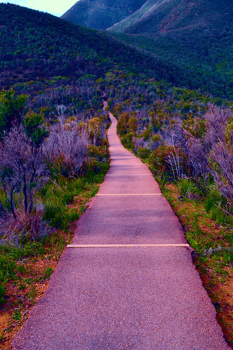 Path Nature Travel - Free photo on Pixabay - Pixabay