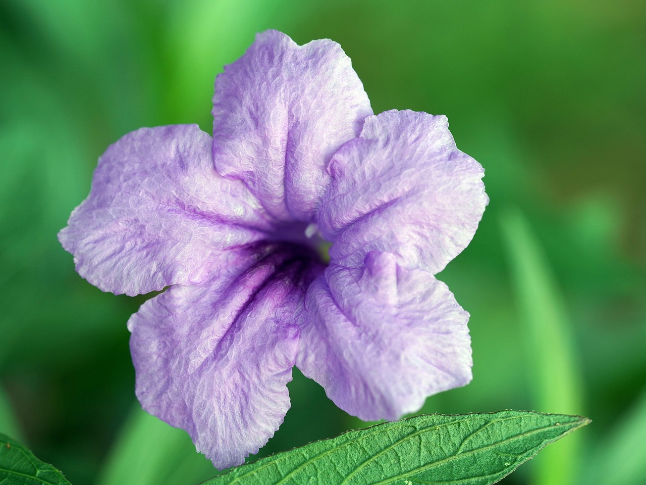 Ruellia Flower Plant Purple - Free photo on Pixabay - Pixabay Ruellia Flower Plant Purple - Free photo on Pixabay - Pixabay