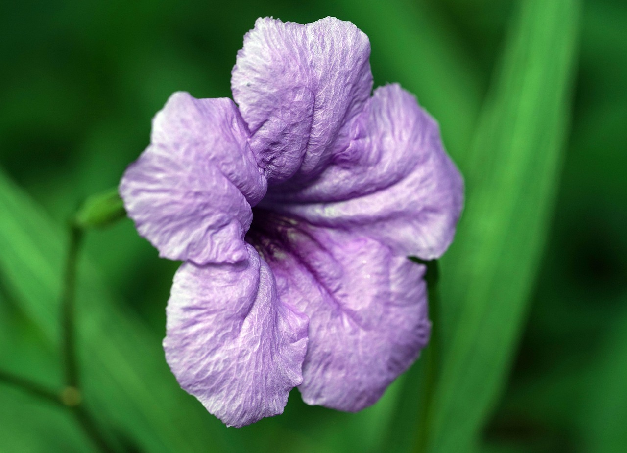 Ruellia Flower Plant Purple - Free photo on Pixabay - Pixabay Ruellia Flower Plant Purple - Free photo on Pixabay - Pixabay
