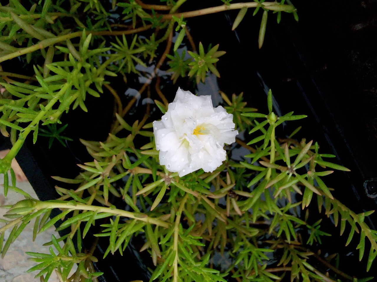 Fulwari Flower - Free photo on Pixabay - Pixabay
