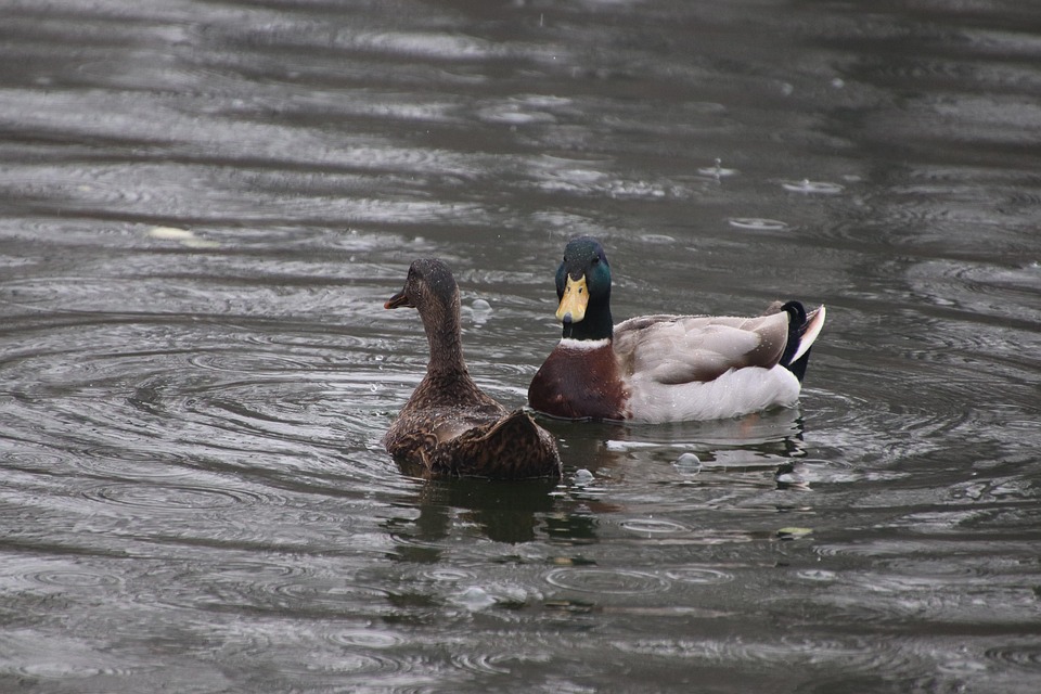 Ducks Mallards Birds - Free photo on Pixabay