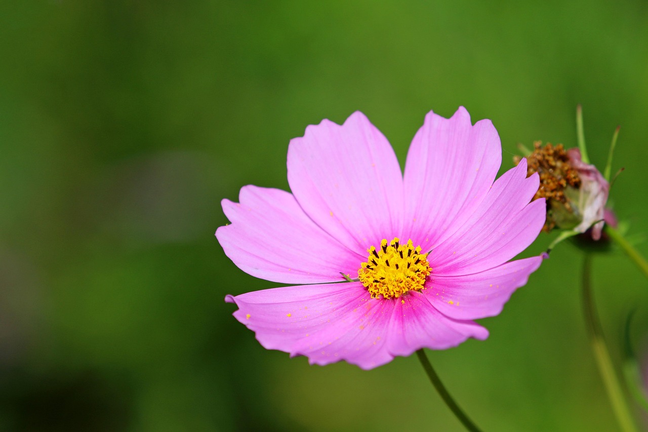 Cosmos Flower Wildflower - Free photo on Pixabay - Pixabay