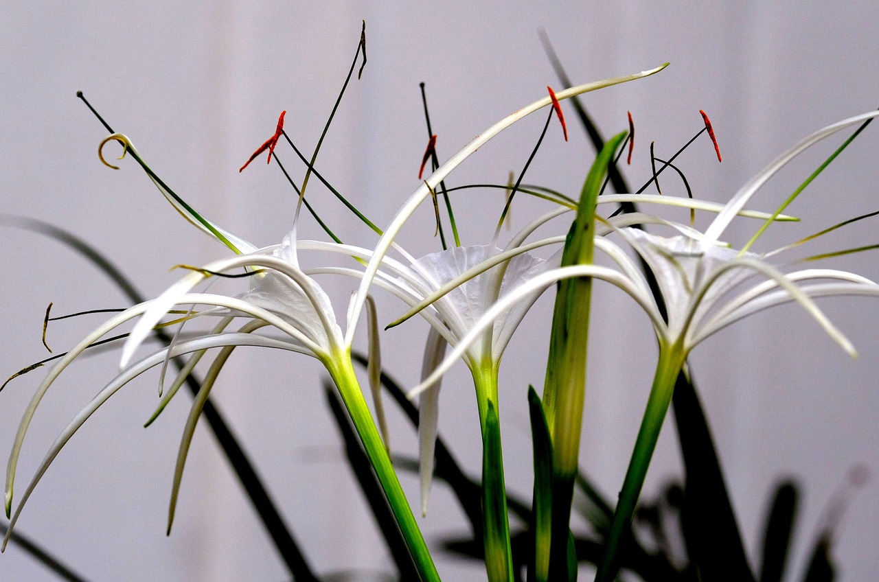 Spider Lily Flowers Plant - Free photo on Pixabay - Pixabay