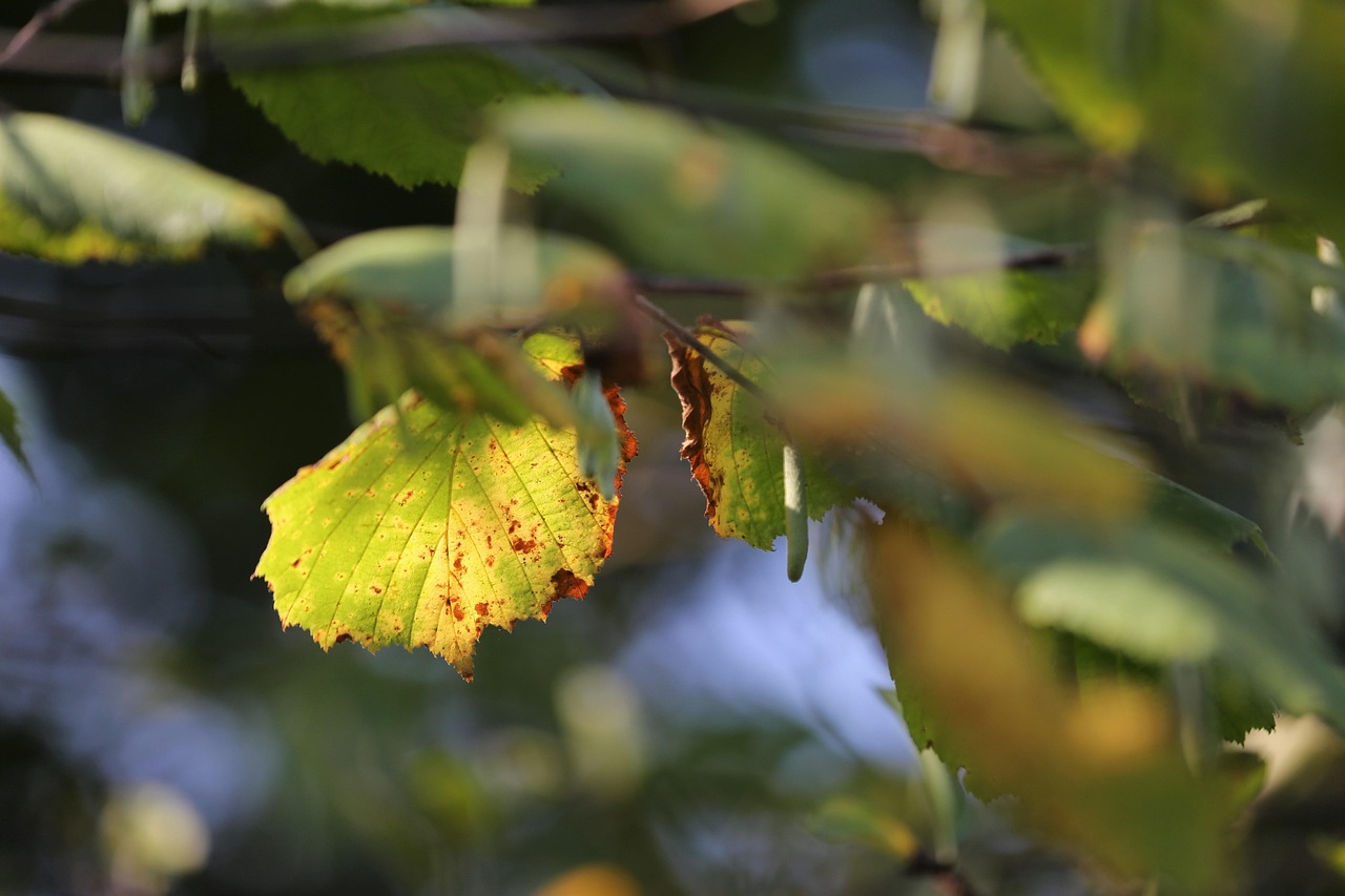 Noisette Feuilles Botanique - Photo gratuite sur Pixabay - Pixabay