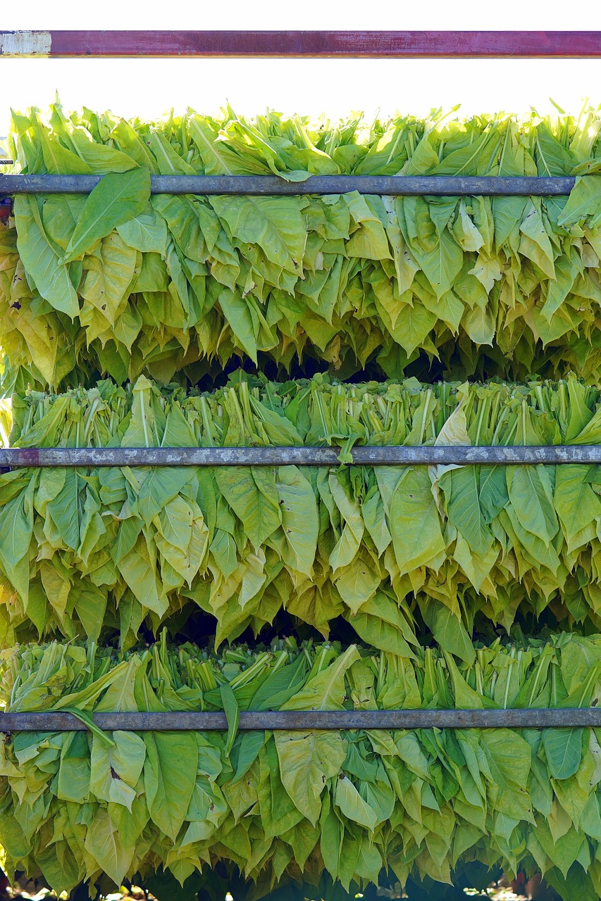 60+ Free Tobacco Leaves & Tobacco Images - Pixabay
