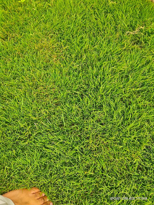 Gras Wiese Auswahl - Kostenloses Foto auf Pixabay
