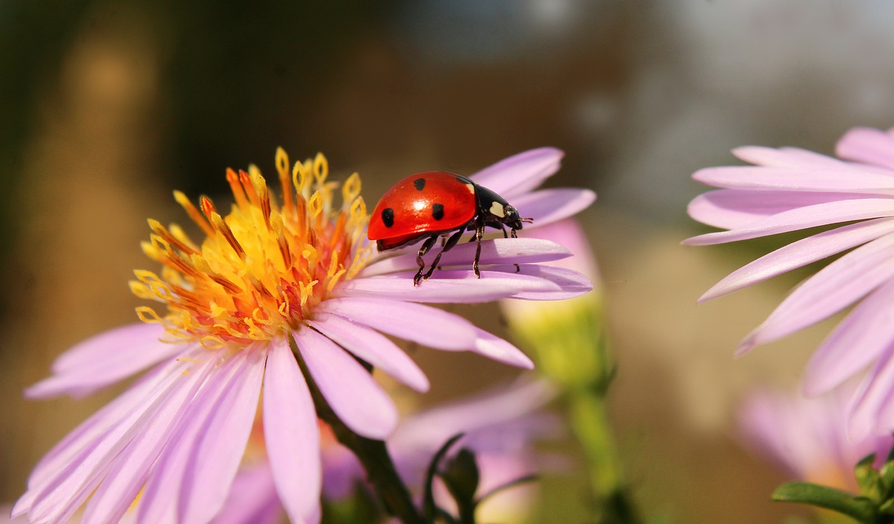Flowers Ladybug Entomology - Free photo on Pixabay - Pixabay
