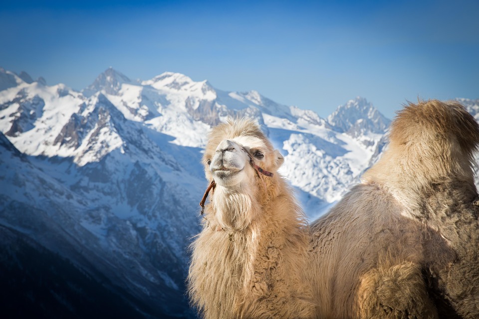 Animal Camel Mammal - Free photo on Pixabay