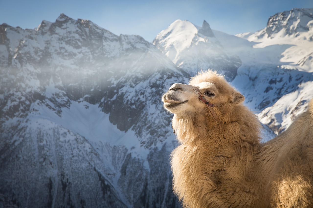 Animal Camel Mammal - Free photo on Pixabay - Pixabay
