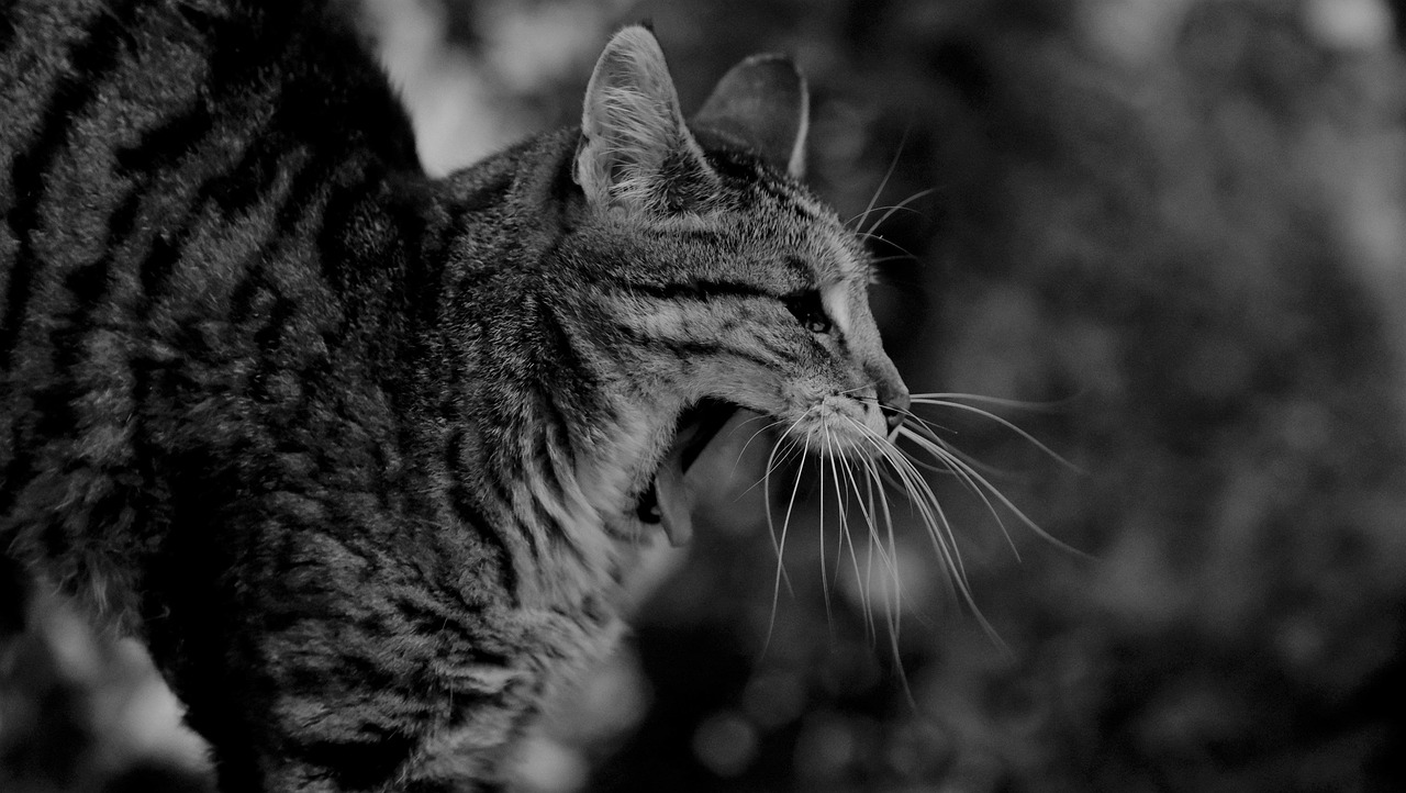 Animal Gato Felino - Foto gratuita no Pixabay - Pixabay