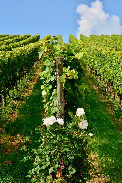 Agriculture Vignoble Vignes - Photo gratuite sur Pixabay - Pixabay
