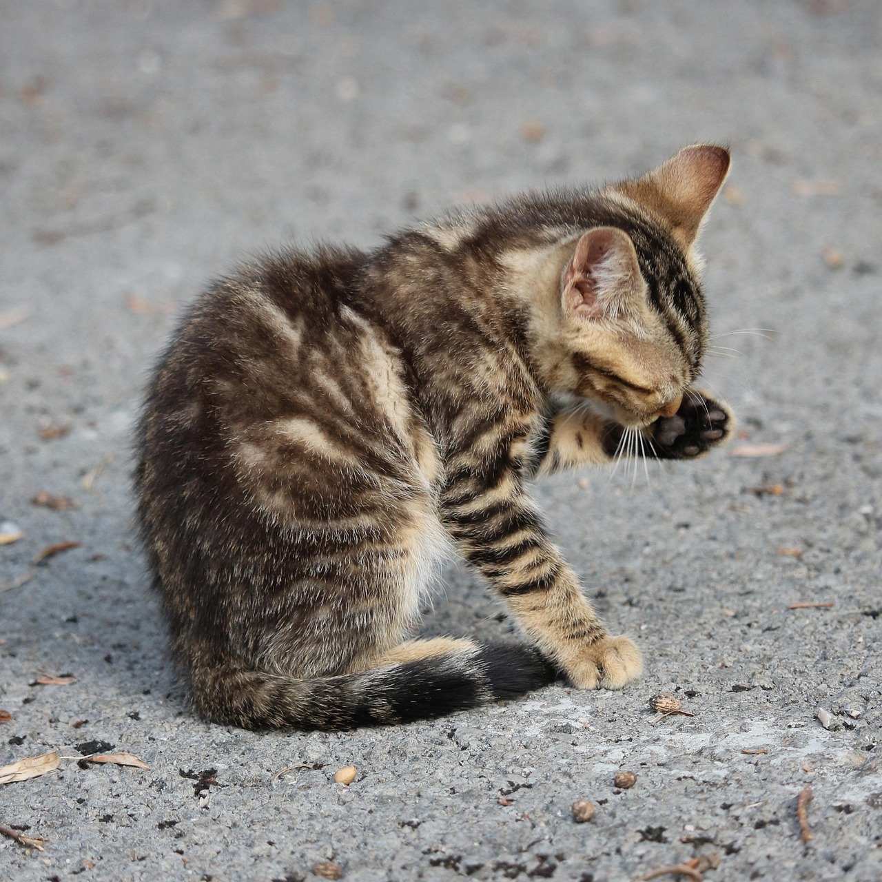 Animal Kitten Feline - Free photo on Pixabay - Pixabay