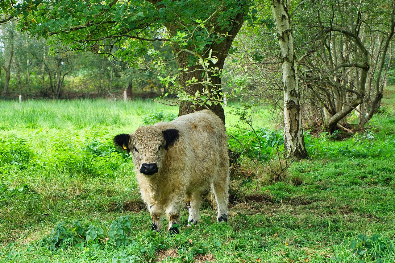 Vache Bovins Mammifère - Photo gratuite sur Pixabay - Pixabay