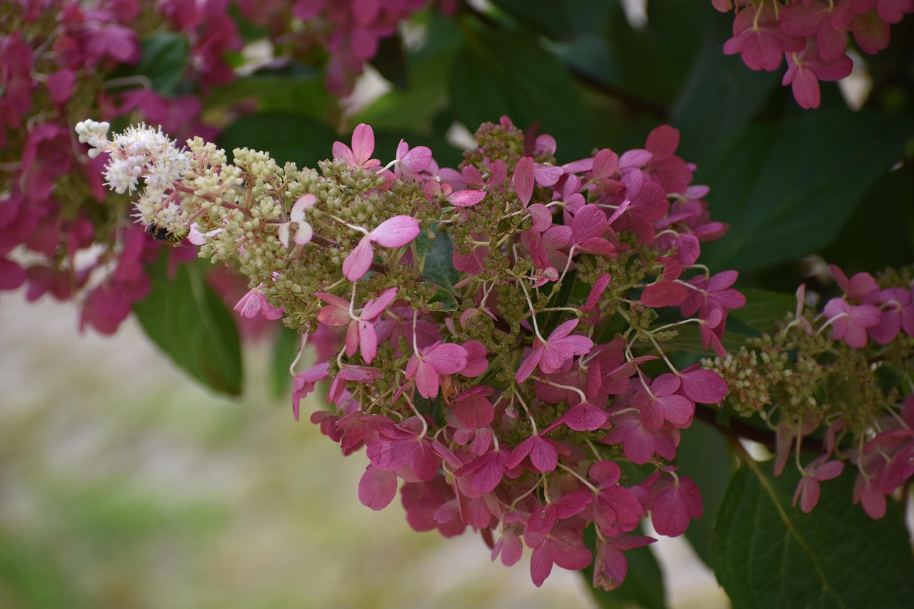 Hydrangea Bunga-Bunga Kebun - Foto gratis di Pixabay - Pixabay