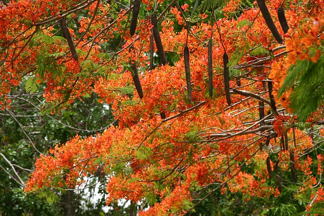 Delonix Regia Tree Tropical - Free photo on Pixabay - Pixabay