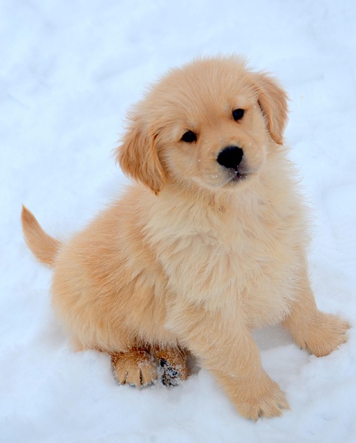 Animal Chiot Chien - Photo gratuite sur Pixabay - Pixabay