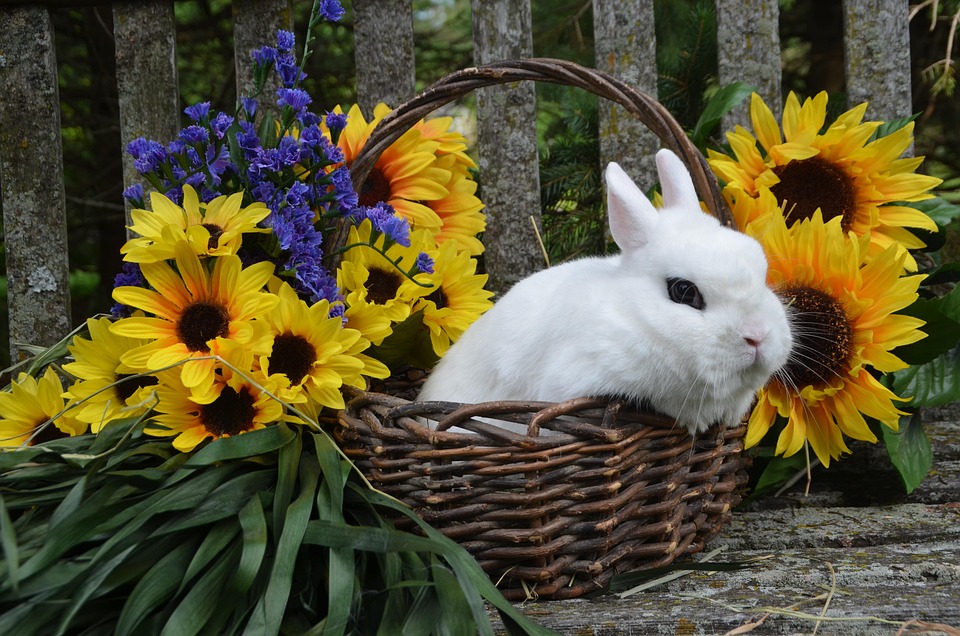 Animal Rabbit Mammal - Free photo on Pixabay