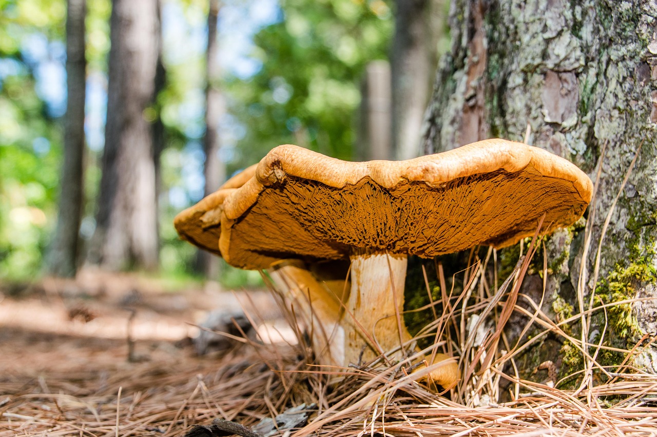 Champignons Champignon - Photo gratuite sur Pixabay - Pixabay