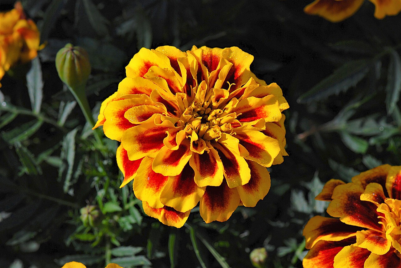 Flower Marigold Bloom - Free photo on Pixabay