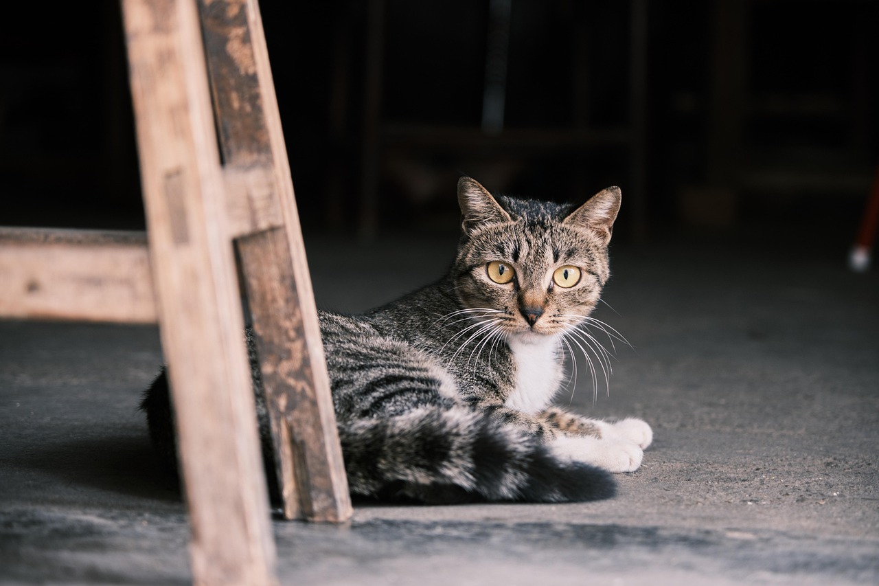Mais de 300.000 imagens grátis de Animal Felino e Animal - Pixabay