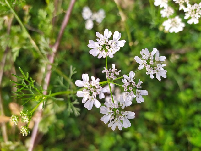 Coriandrum Flower - Free photo on Pixabay