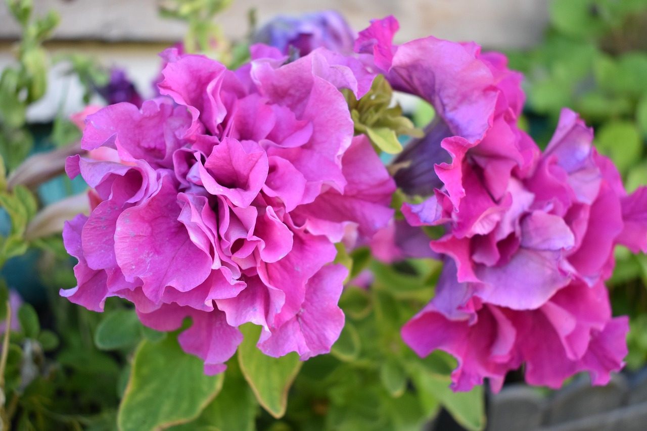 Petunia Flowers Plant - Free photo on Pixabay - Pixabay