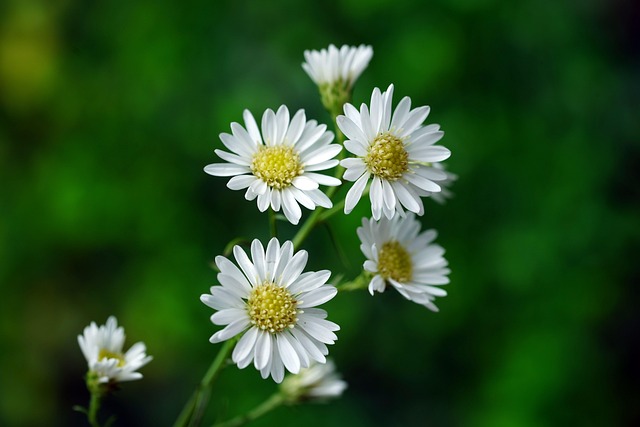 Bunga-Bunga Alam Botani - Foto gratis di Pixabay - Pixabay
