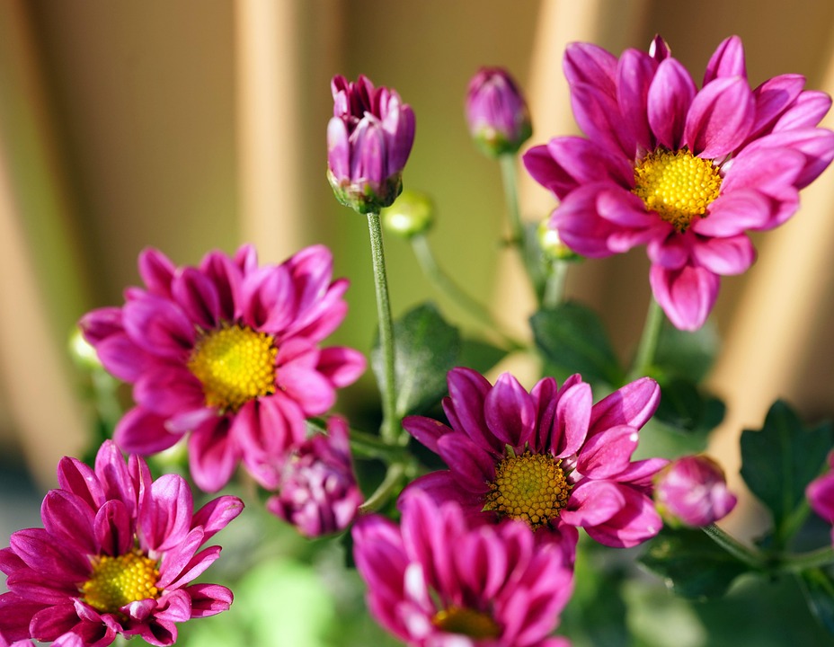 Flowers Chrysanthemum Bloom - Free photo on Pixabay - Pixabay