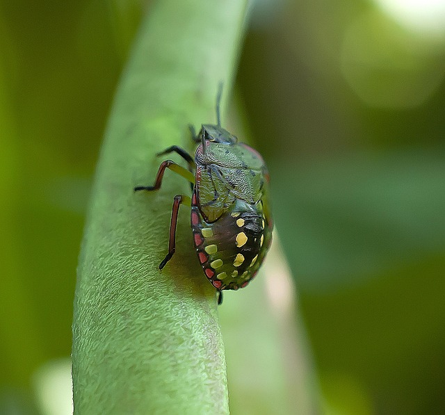 Bug Serangga Alam - Foto gratis di Pixabay - Pixabay