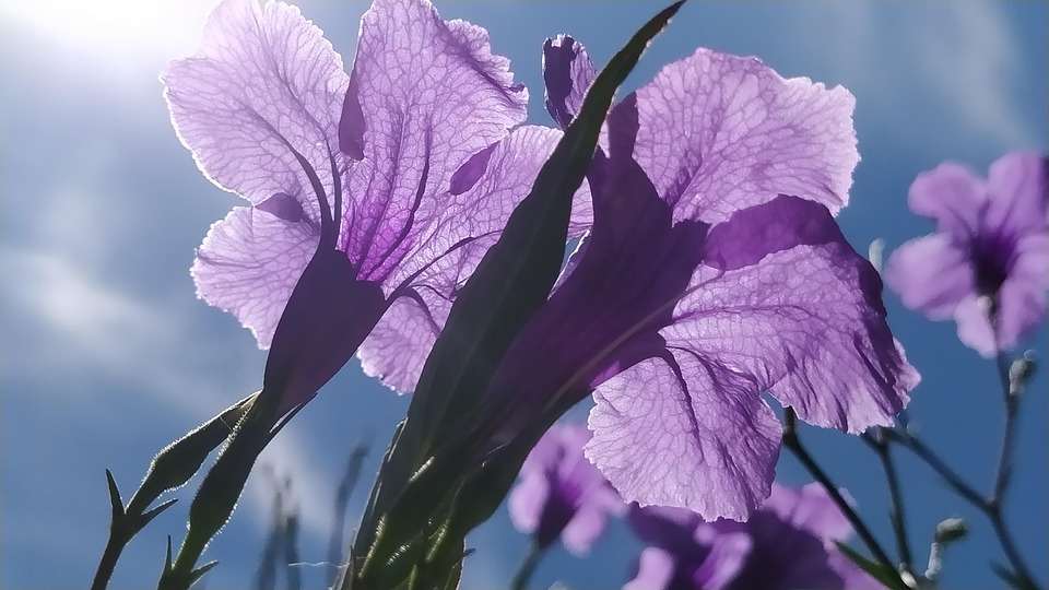 Flor Violeta Planta - Foto gratuita no Pixabay - Pixabay