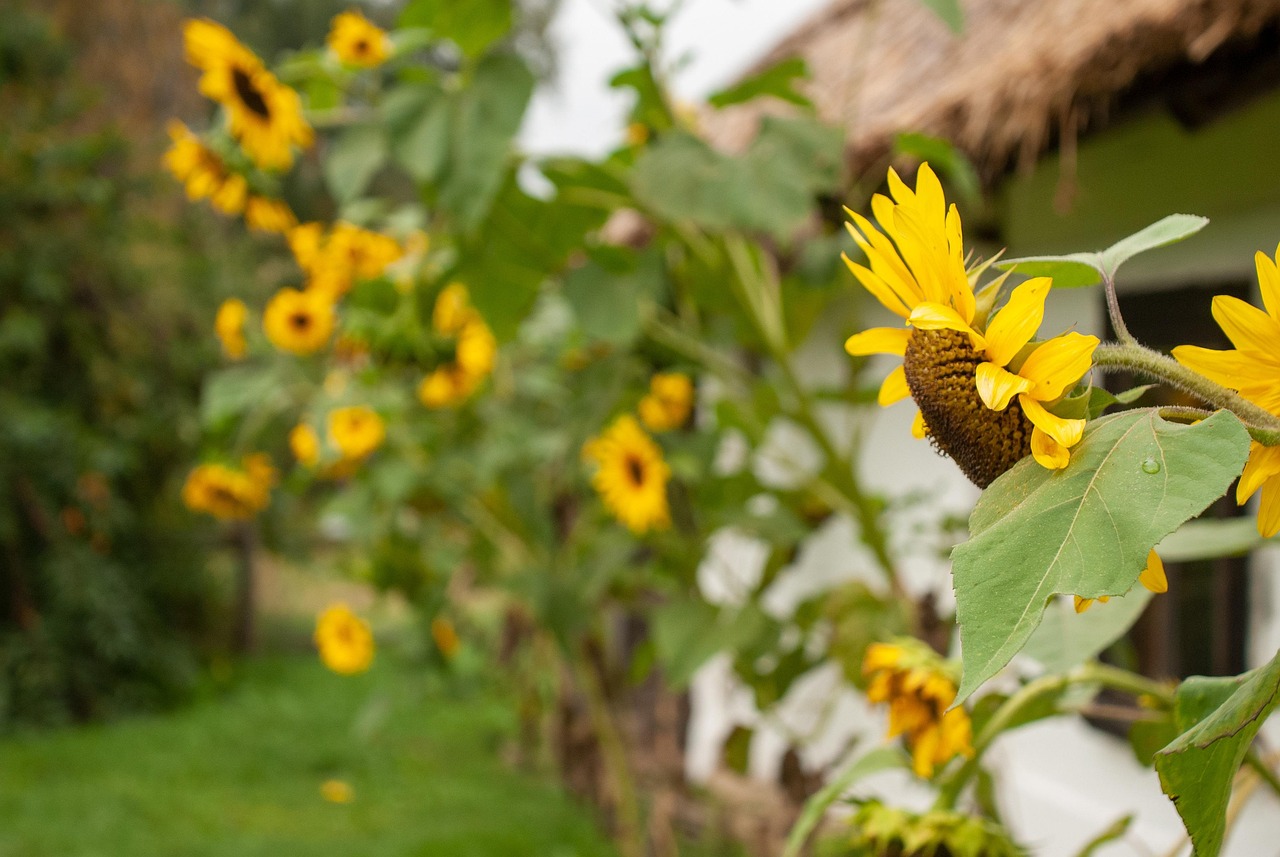 Sonnenblumen Blumen Garten - Kostenloses Foto auf Pixabay - Pixabay