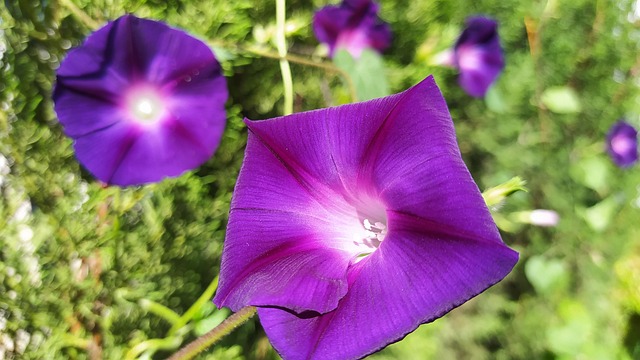 Flores Enredadera Trepadora - Ingyenes fotó a Pixabay-en - Pixabay