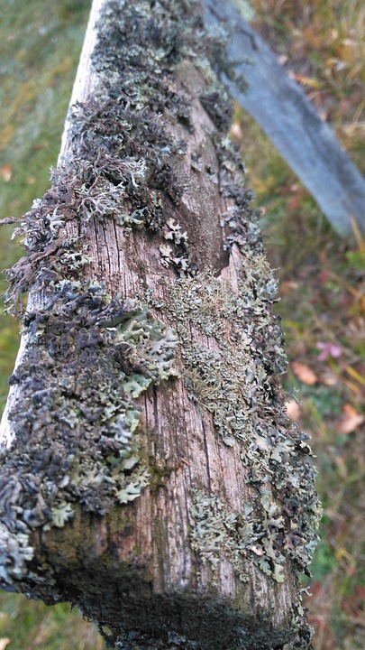 Lichen Nature En Bois - Photo gratuite sur Pixabay - Pixabay