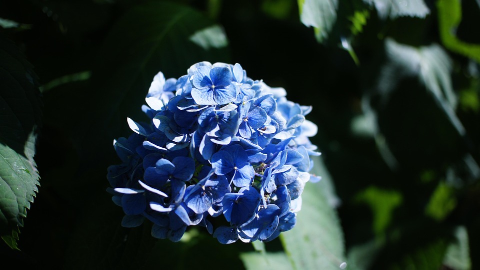 Hydrangea Bunga-Bunga Tanaman - Foto gratis di Pixabay - Pixabay