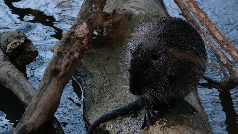 Animal Nutria Mammifère - Photo gratuite sur Pixabay - Pixabay