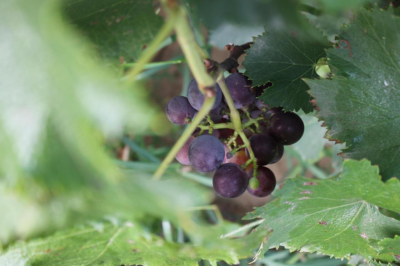 Raisin En Bonne Santé - Photo gratuite sur Pixabay - Pixabay