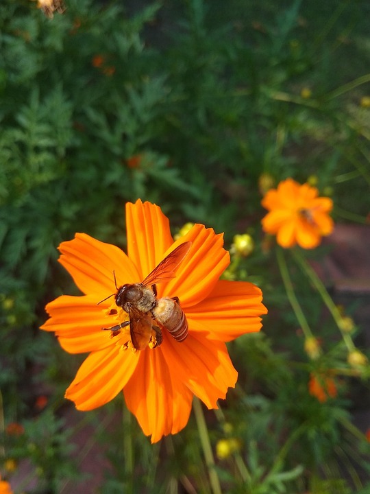 Bee Insect Pollinate - Free photo on Pixabay - Pixabay