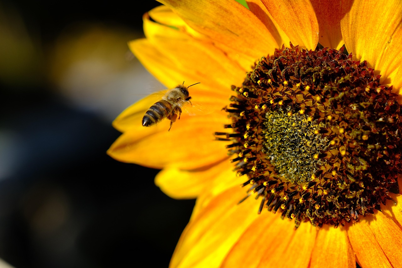 Abeille Insecte Féconder - Photo gratuite sur Pixabay - Pixabay