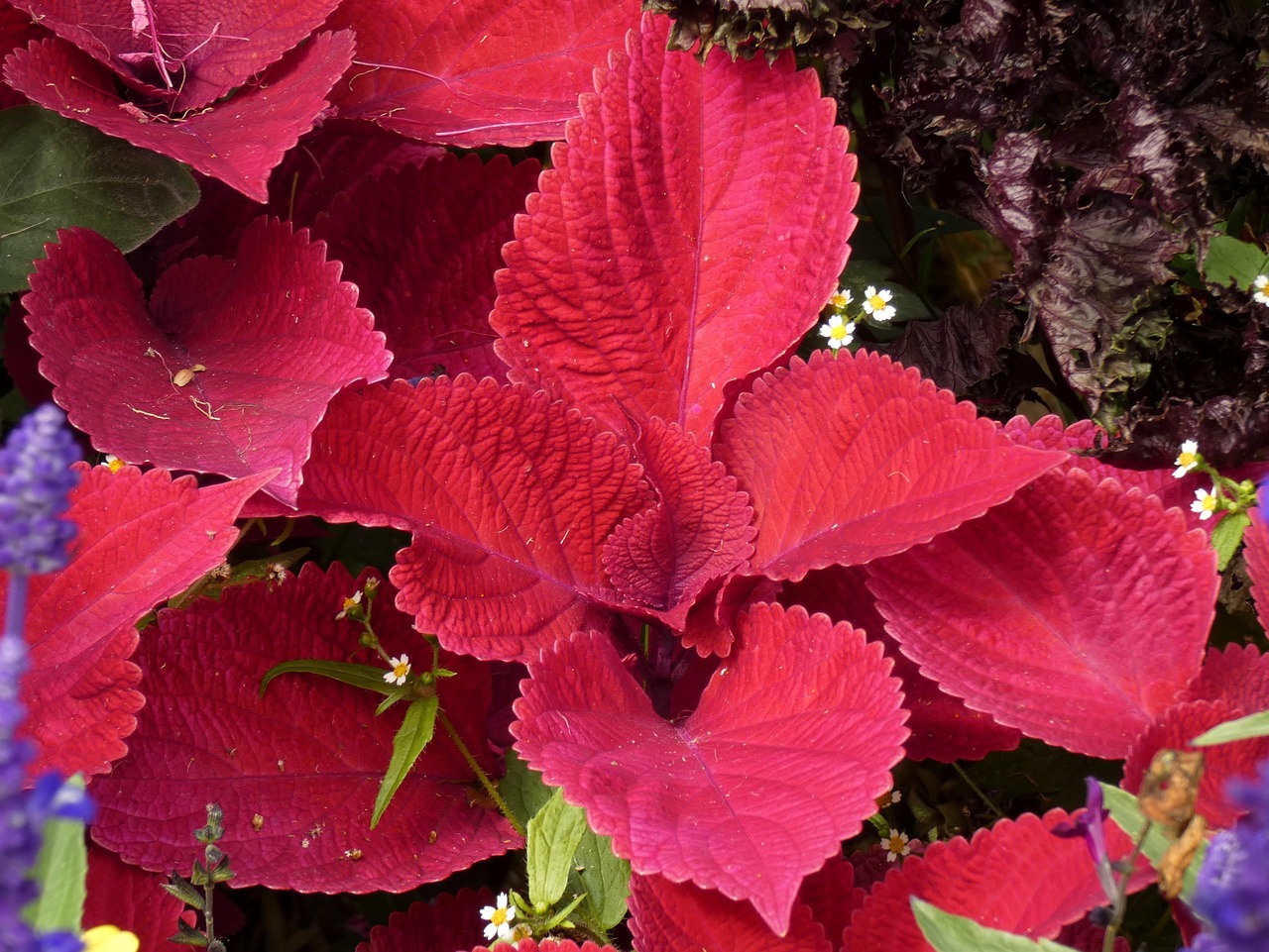 Foliage Red Massive - Free photo on Pixabay - Pixabay