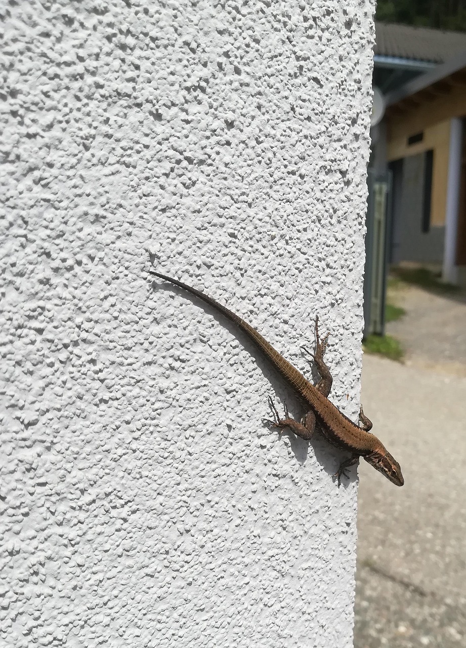 Lézard Animal Grimper Mur De La - Photo gratuite sur Pixabay - Pixabay