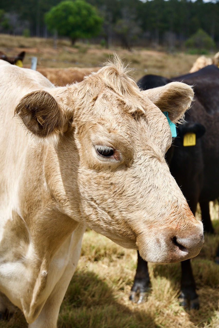 Vaca Gado Fazenda - Foto gratuita no Pixabay - Pixabay