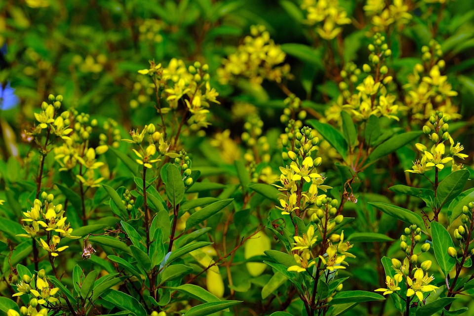Thryallis Flowers Garden - Free photo on Pixabay - Pixabay