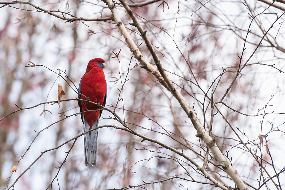 Perruche De Pennant Rosella Oiseau - Photo gratuite sur Pixabay