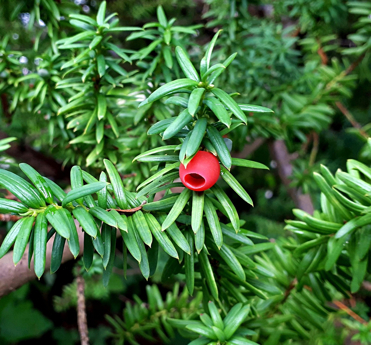 Yew Evergreen Nature - Free photo on Pixabay - Pixabay