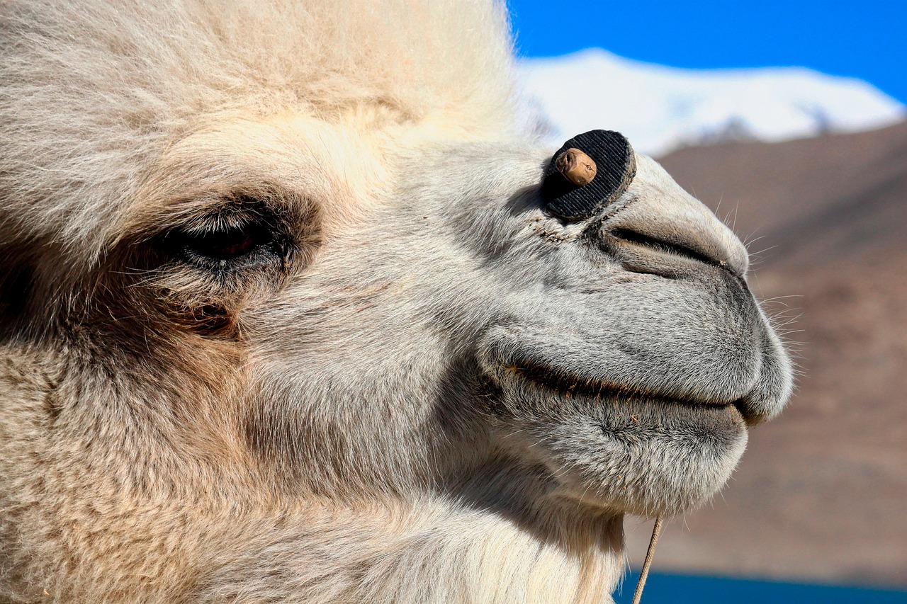 Animal Camelo Mamífero - Foto gratuita no Pixabay - Pixabay