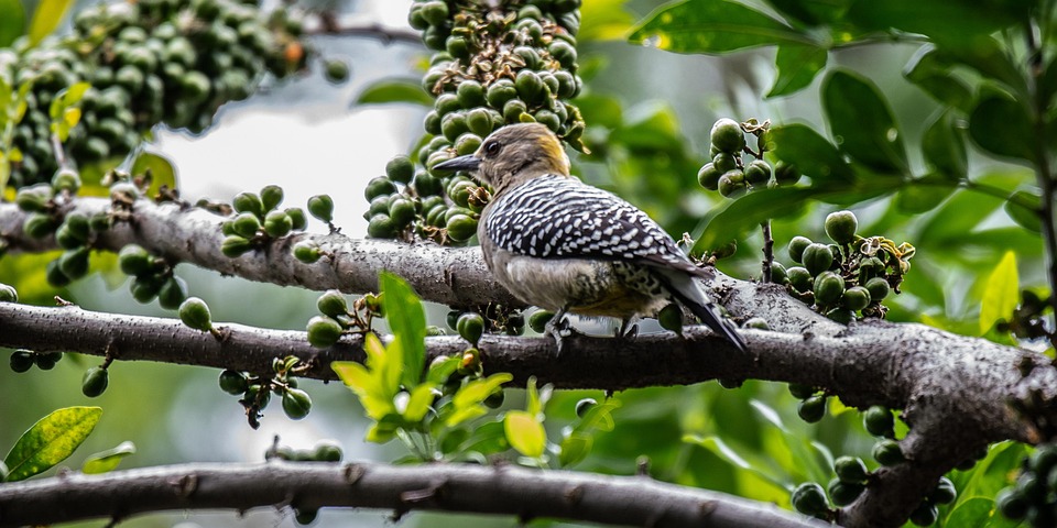 Jocote Fruits Bird Wildlife - Free photo on Pixabay