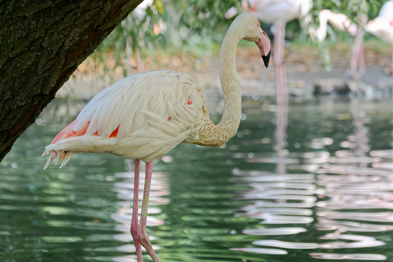 El Flamingo Pájaro Animal - Foto gratis en Pixabay - Pixabay