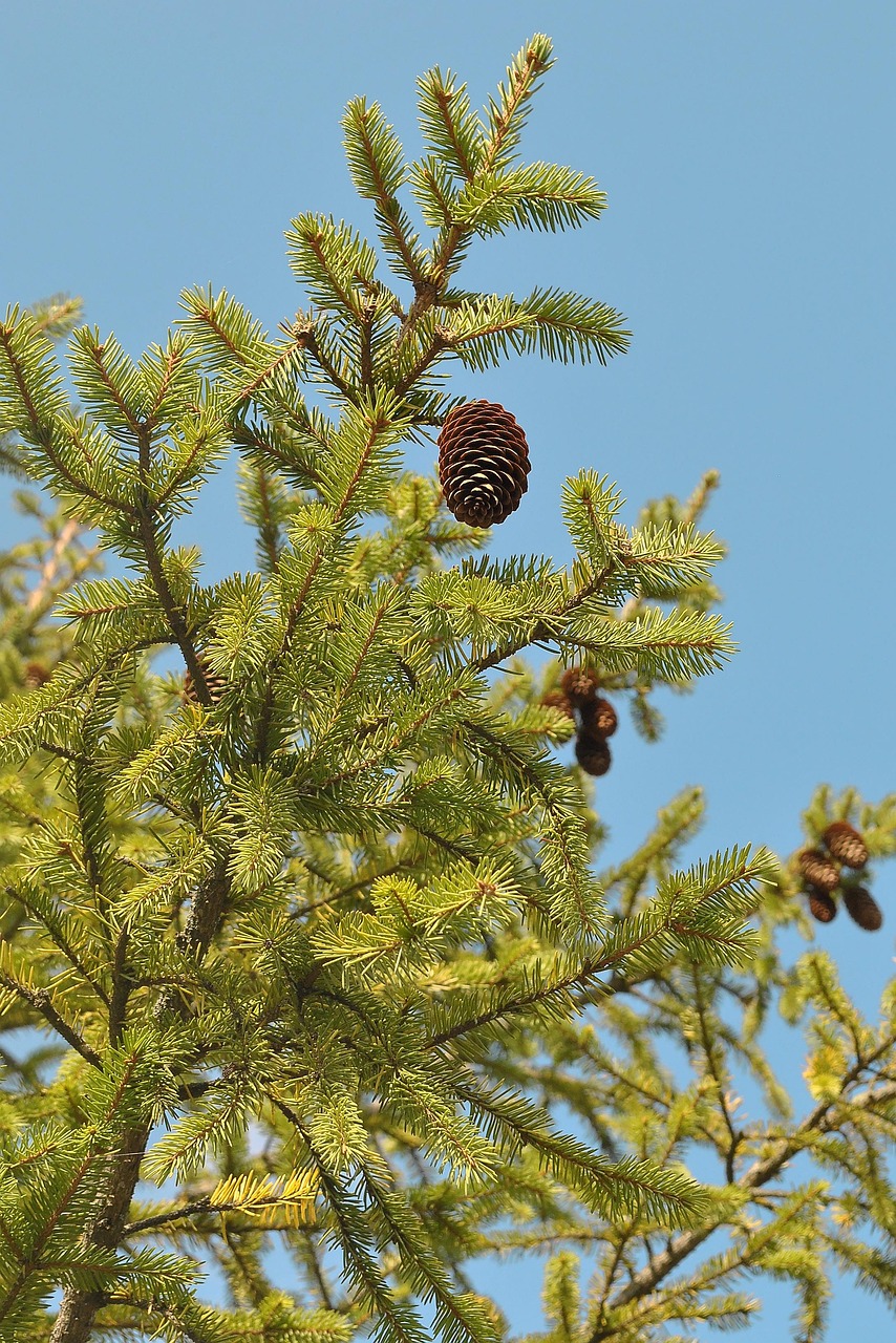 Tree Pine Botany - Free photo on Pixabay - Pixabay