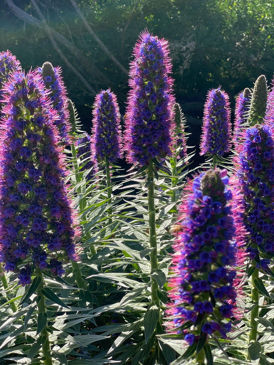 Violetti Vakiotyyppi Kukka - Ilmainen valokuva Pixabayssa