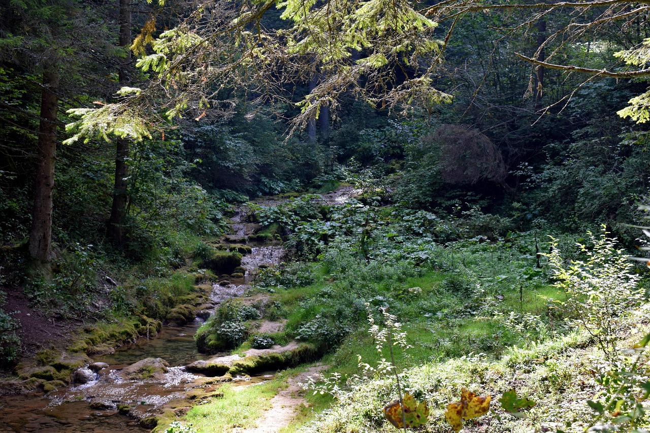 Arroyo Paisaje Naturaleza - Foto gratis en Pixabay - Pixabay